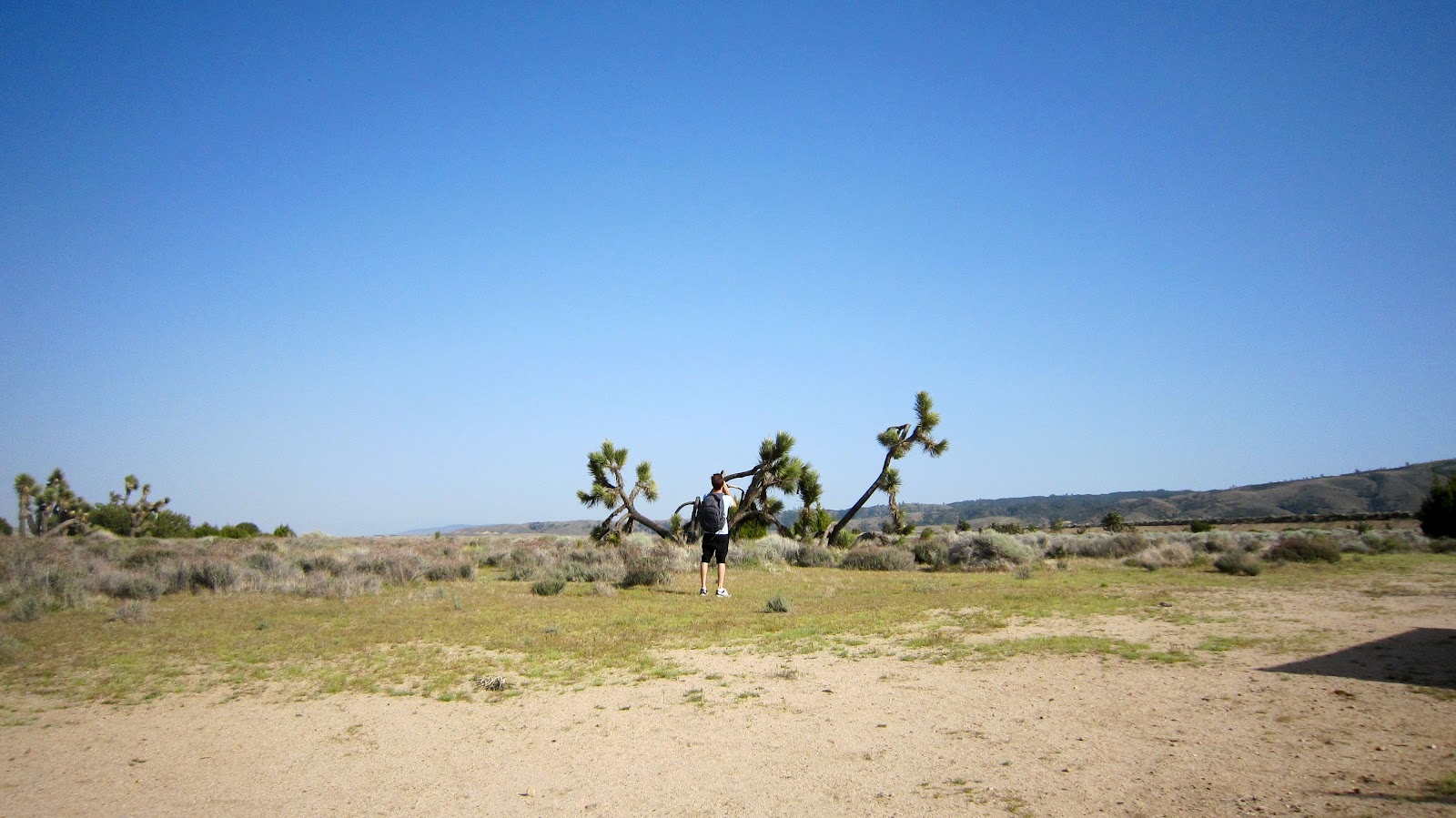 A Minute in the Life of Maria: Lancaster, CA: Ripley Desert Woodland ...