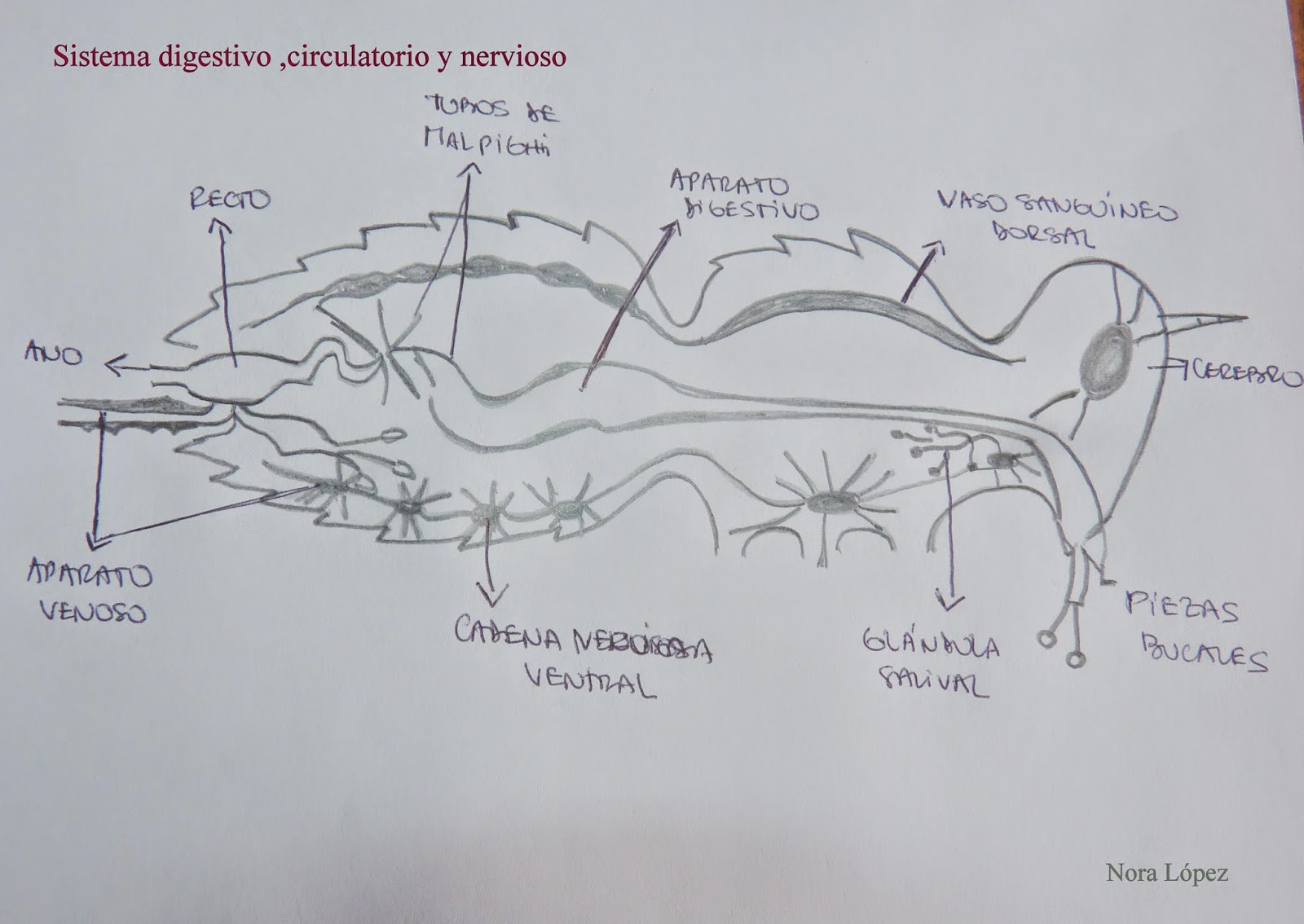 Materia: Anatomía y Fisiología: Trabajo Práctico: Morfología Externa e ...