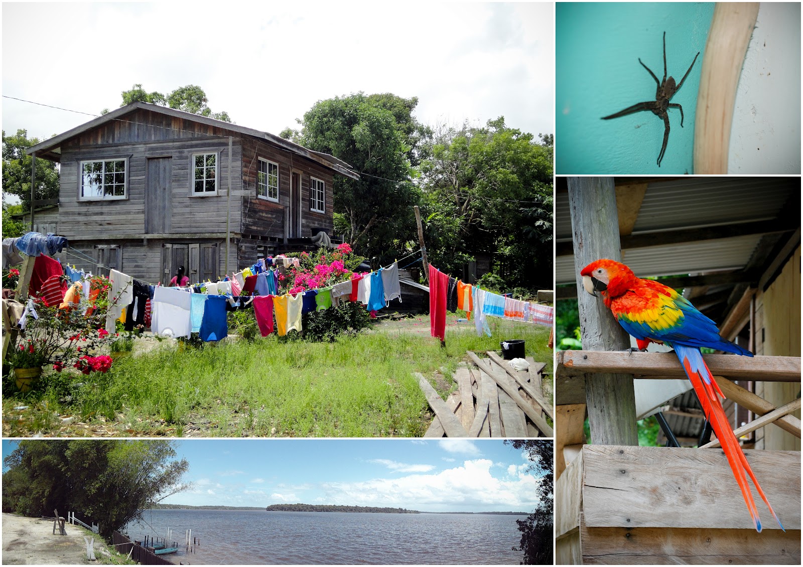 Orealla - Alchetron, The Free Social Encyclopedia