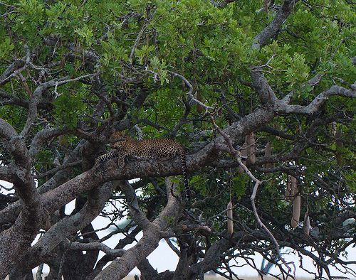 Tonymann Tours&Safaris: Sausage tree in Serengeti