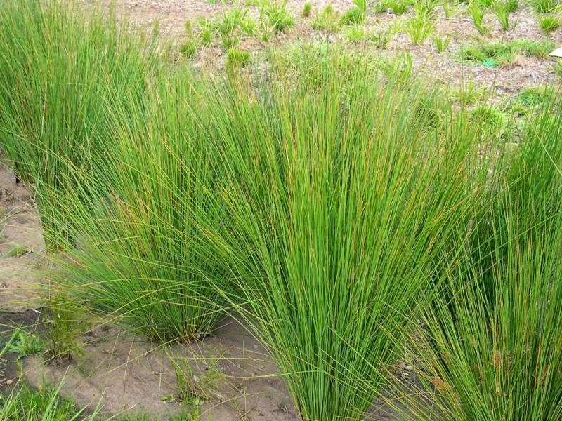 Zee Kraaszie Aorte Blog of Nicola Morton: October 2014