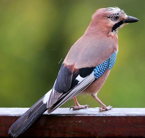 Eurasian jay | Birds of India | Bird World