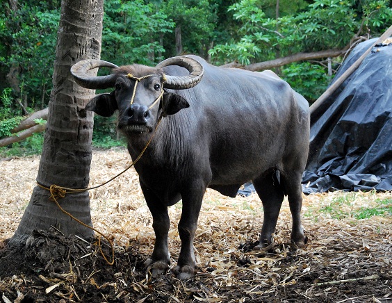 Animal Destination: Philippine Carabao