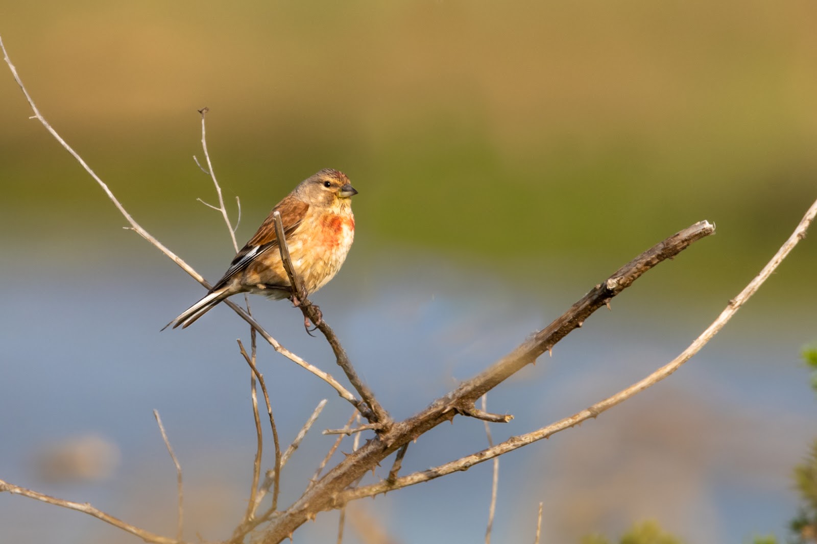NI Bird Pics: Thomas Campbell - Linnet, Herring Gull & Whitethroat