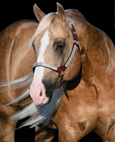 MAURO PENZA REINING NEWS: WIMPYS LITTLE STEP BATTE FORTE: 13 ML DOLLARS ...