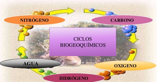 BIOLOGIA: CICLOS BIOQUIMICOS