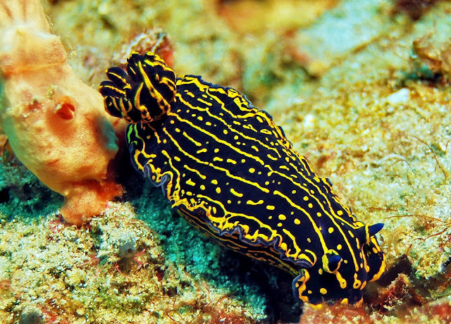 Sea Slug - Life of Sea