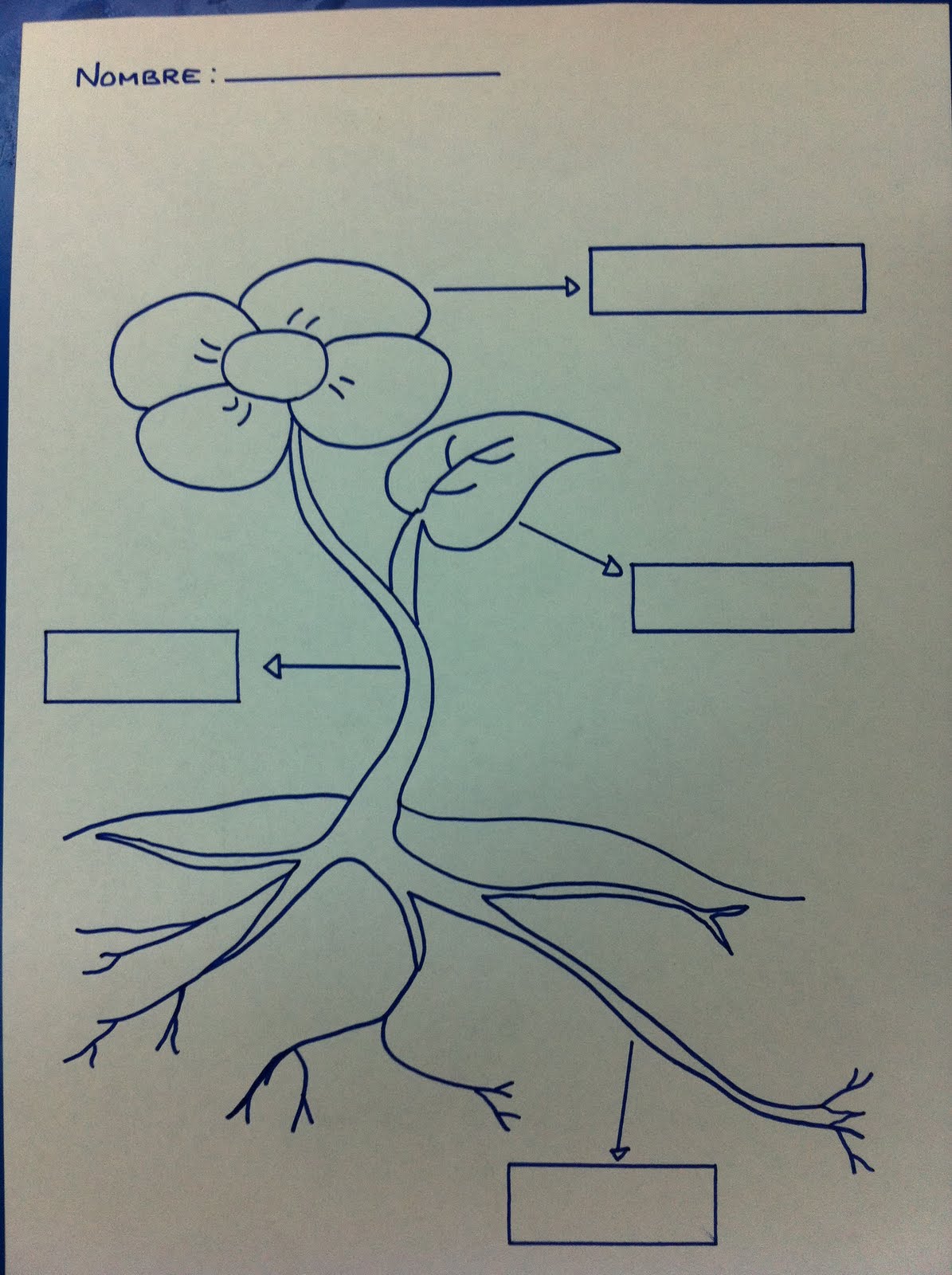 Dibujo de una flor con sus partes - Imagui