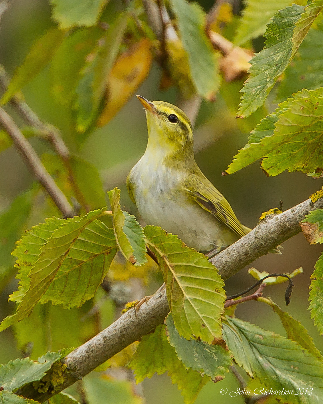Old Man of Minsmere aka John Richardson: Wood Warbler at East Lane
