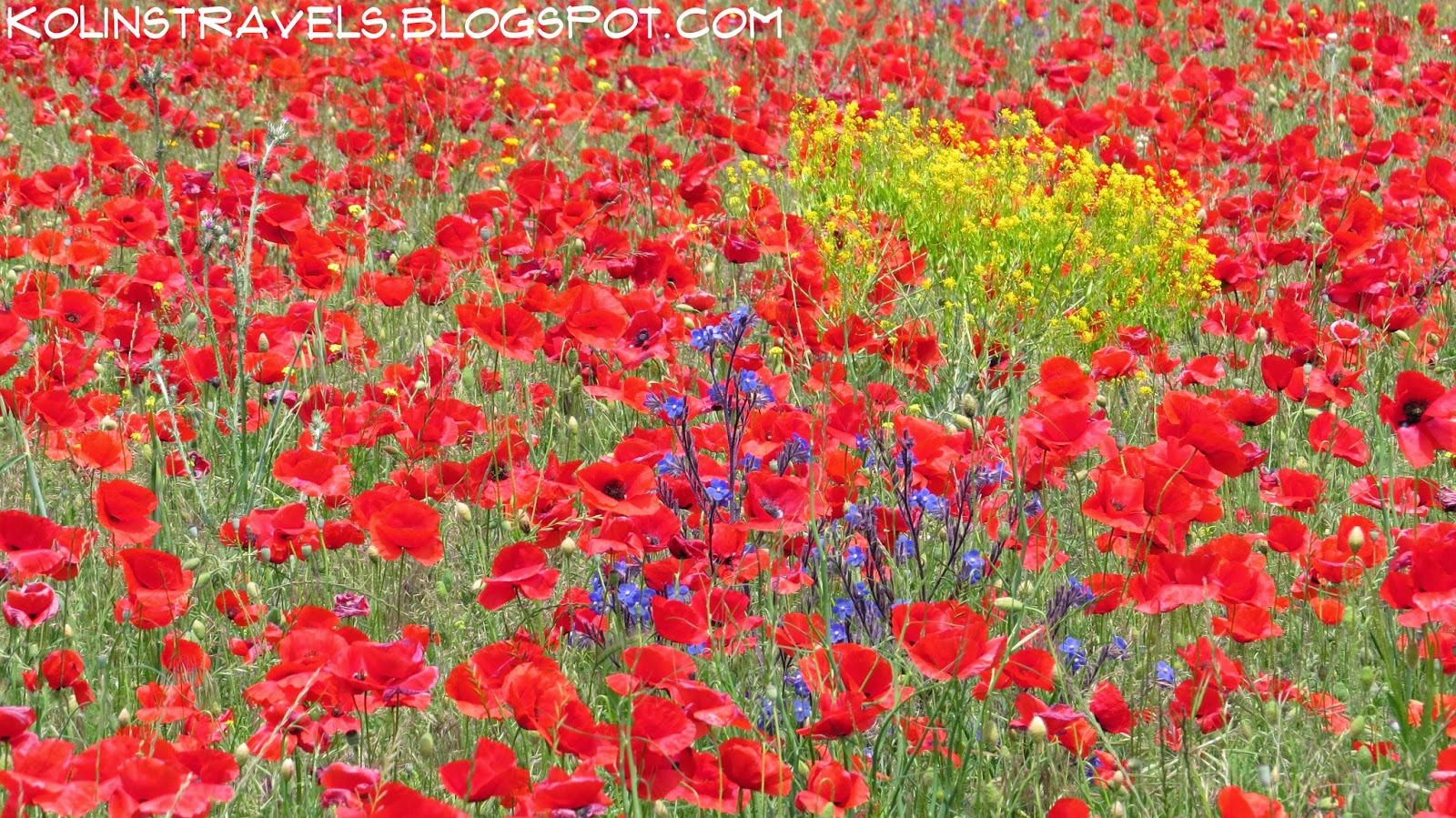 Kolin's Travels: Living in Moroccan Paradise: Ifrane National Park