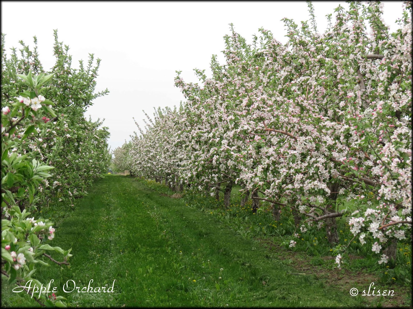 Slisen's Happy Place: Door County, WI