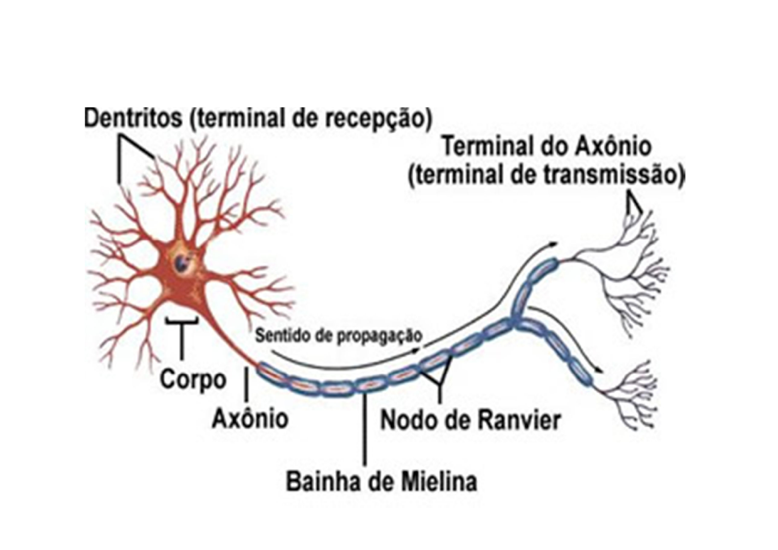 Poder Somatodrol