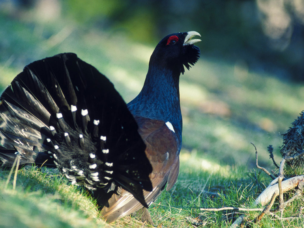 La fauna del Pirineu: El gall fer