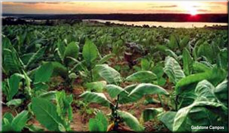 CHARUTOS & HARLEYROS: PLANTAÇÃO DE FUMO NO RECÔNCAVO BAIANO