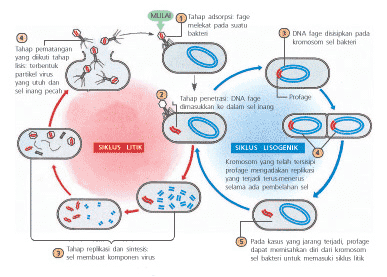 Reproduksi Bakteriofage : Daur Lisogenik | All About Biology
