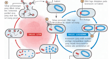 Reproduksi Bakteriofage : Daur Lisogenik | All About Biology