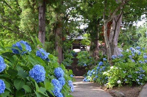 The Holiday and Travel Magazine: Hydrangea Temple : Togari Onsen