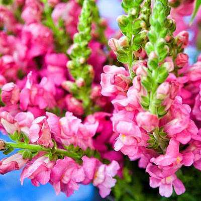SNAPDRAGON FLOWER photos - wallpapers | the fun bank