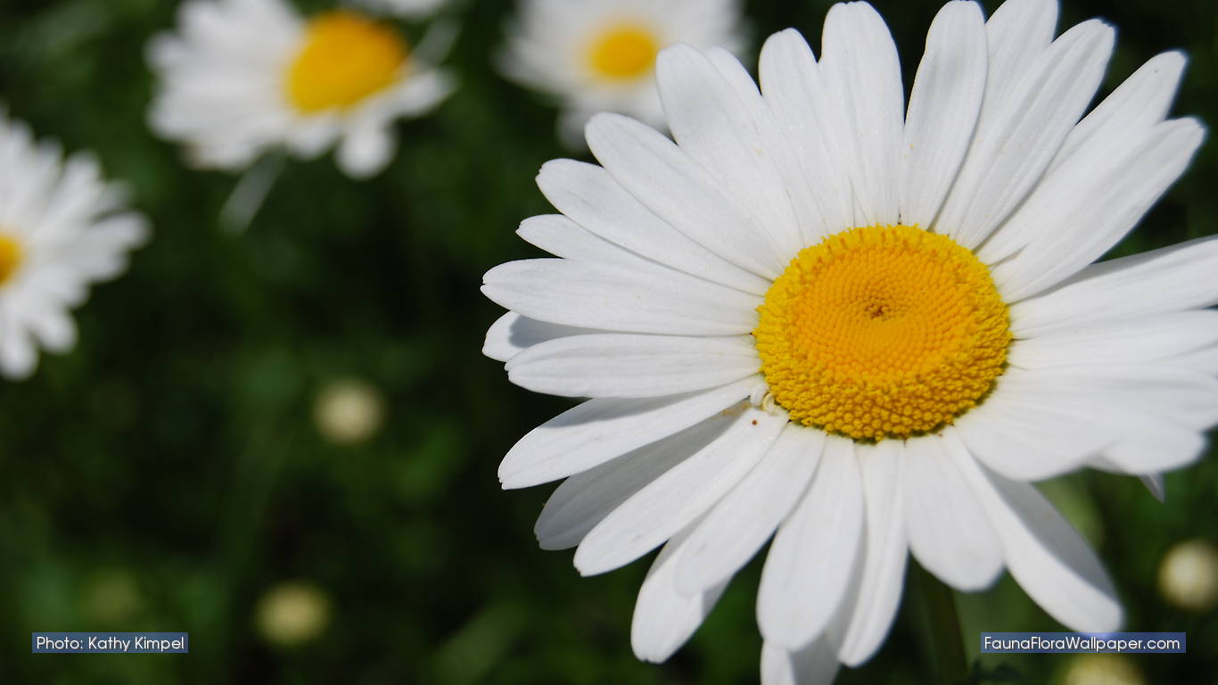 Flower Wallpaper Pack 3 (1366x768) | Wallpapers Pictures Lovers