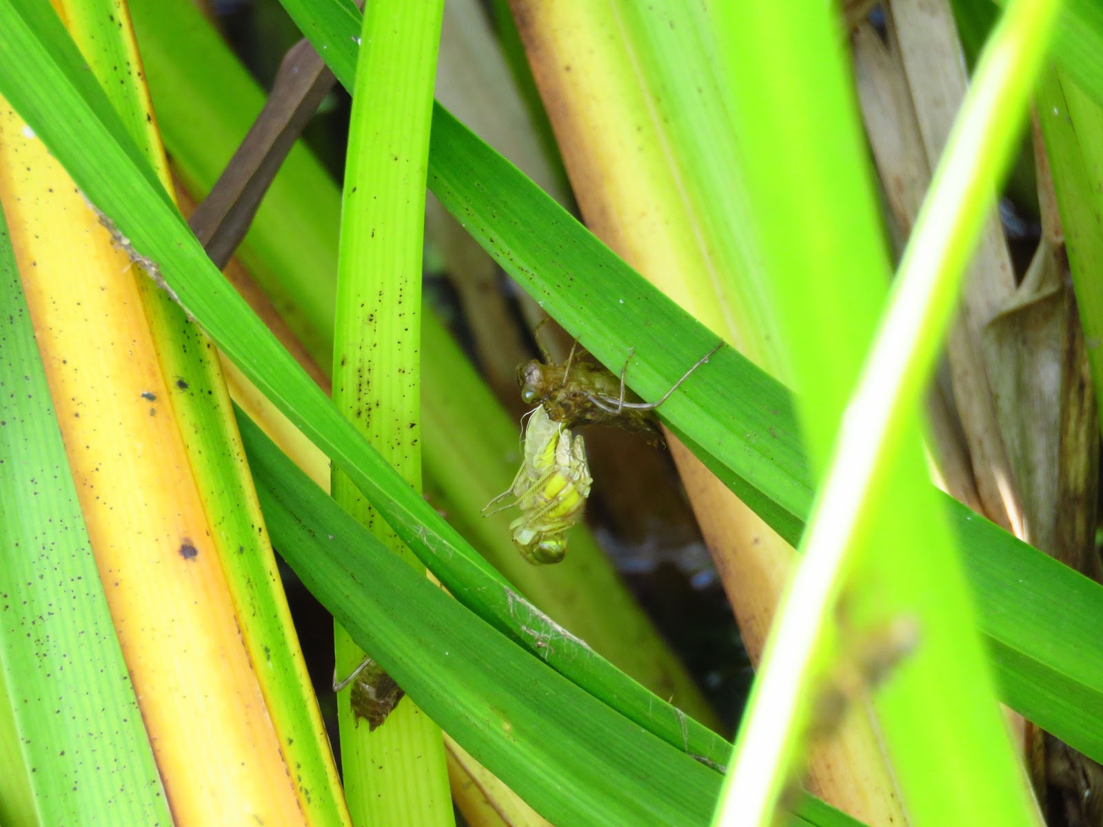 BugBlog: Here be dragons!