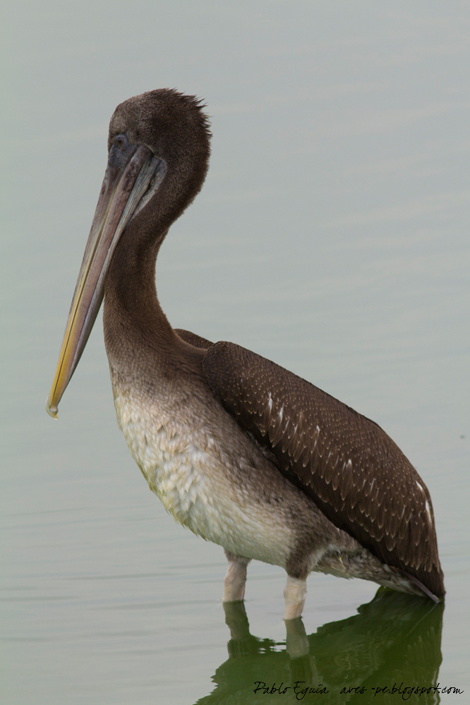 mis fotos de aves: Pelecanus thagus Pelícano Alcatraz Peruvian Pelican