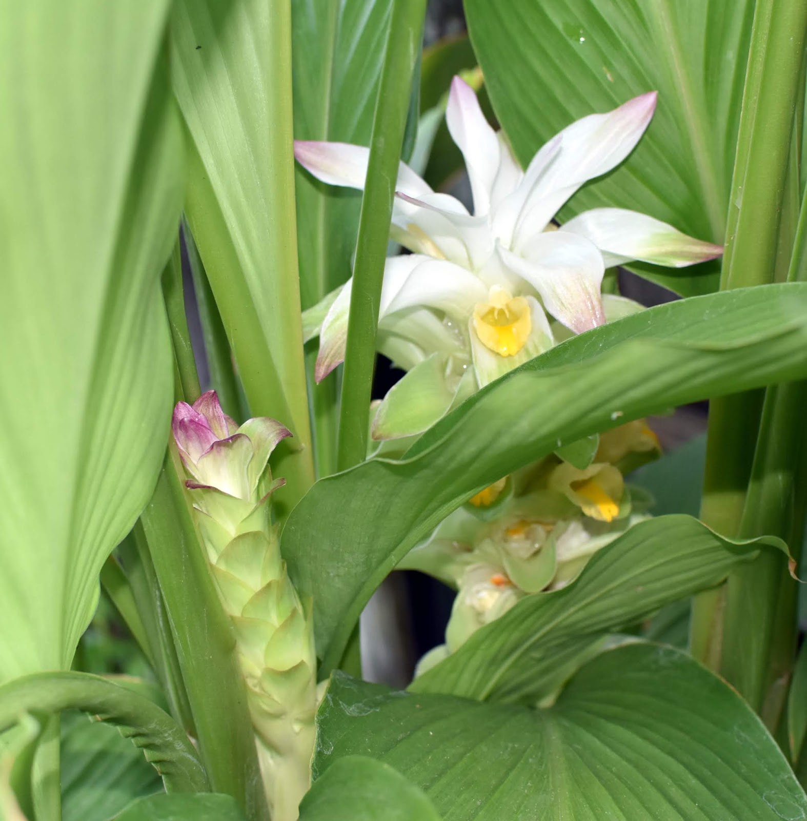 Veena Chimes: Growing Turmeric- 2 - Making Turmeric Powder At Home