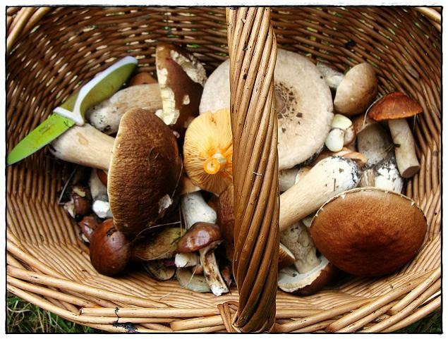 Katerina&Kuchnia: MARYNOWANE GRZYBY LEŚNE- MAŚLAKI, RYDZE, PRAWDZIWKI ...