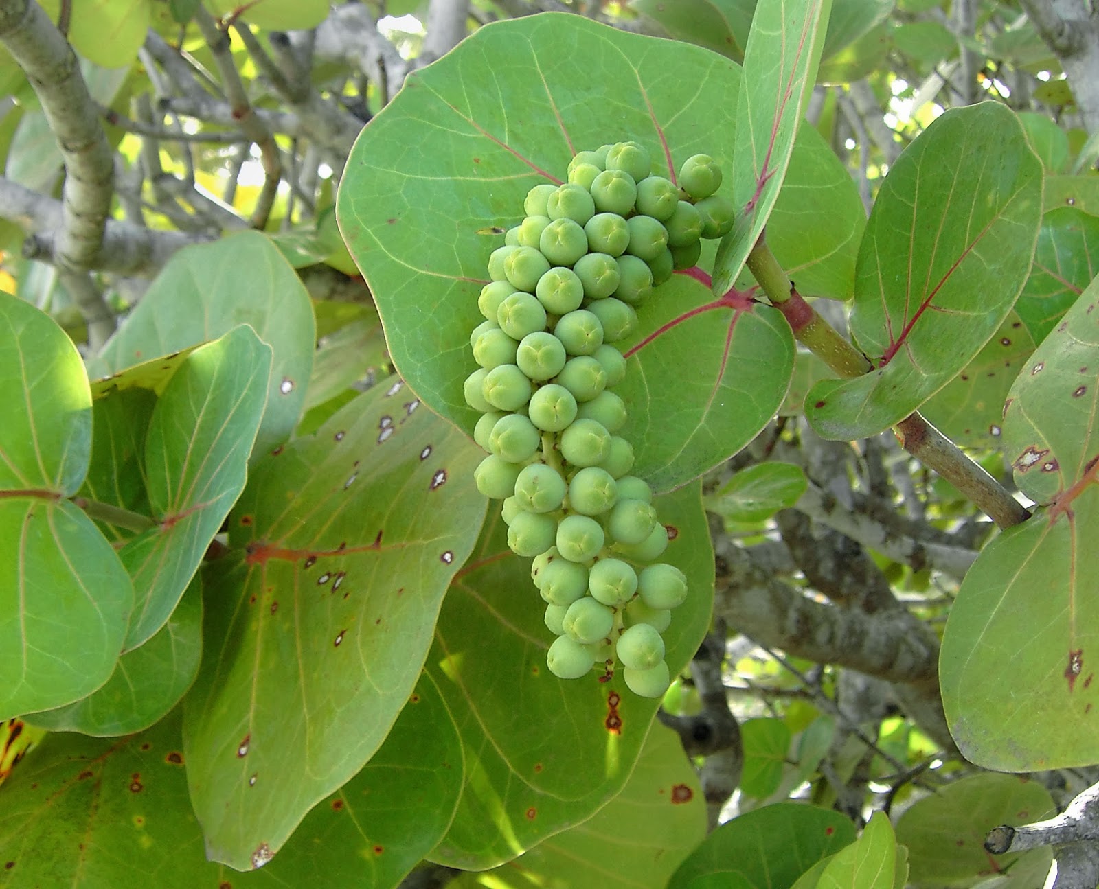 PlantWerkz: Sea Grape - Coccoloba Uvifera