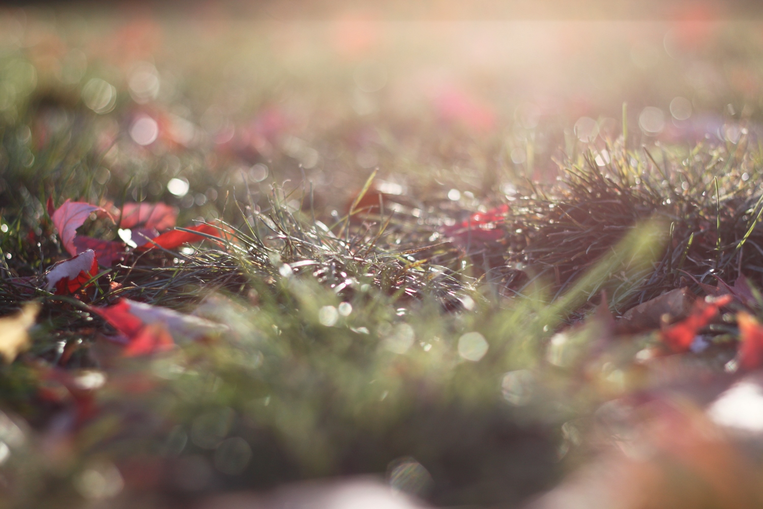 Low Aperture Photography