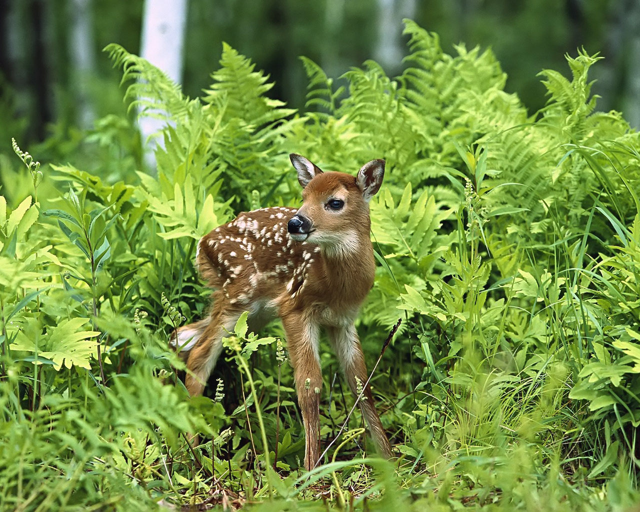 30 fotos bonitas de paisajes, animales, peces, flores y estaciones del ...