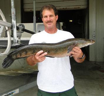World Record Bullseye Snakehead