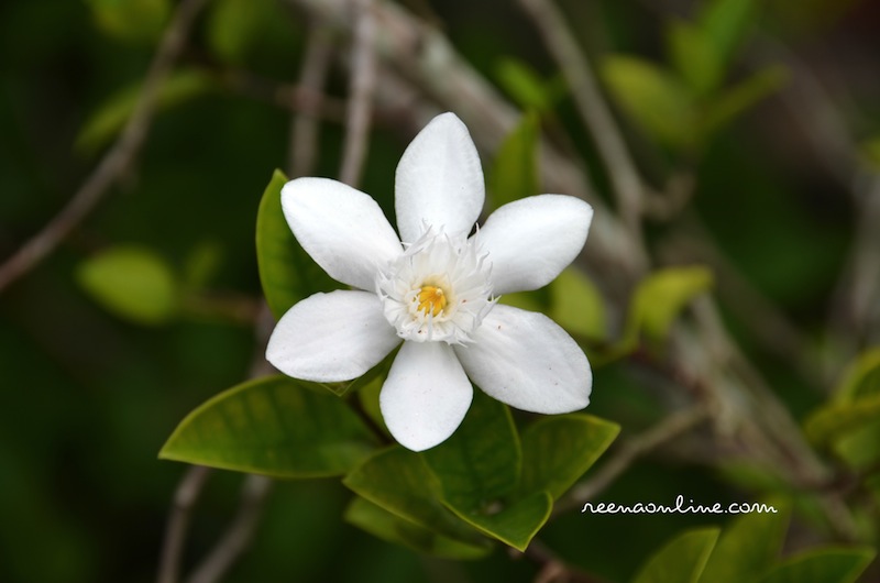 Reena's Online: Fotografi Bunga / Flower Photography #1