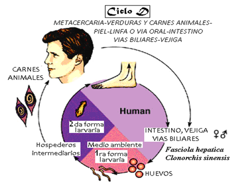 Mi13: CICLOS EVOLUTIVOS