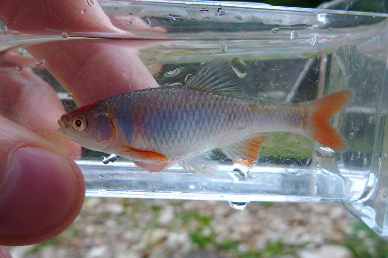 Fishing in Central Missouri: August 2013