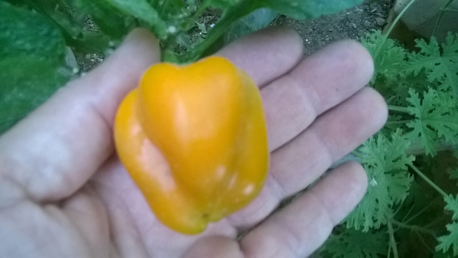 My Organic Peppers