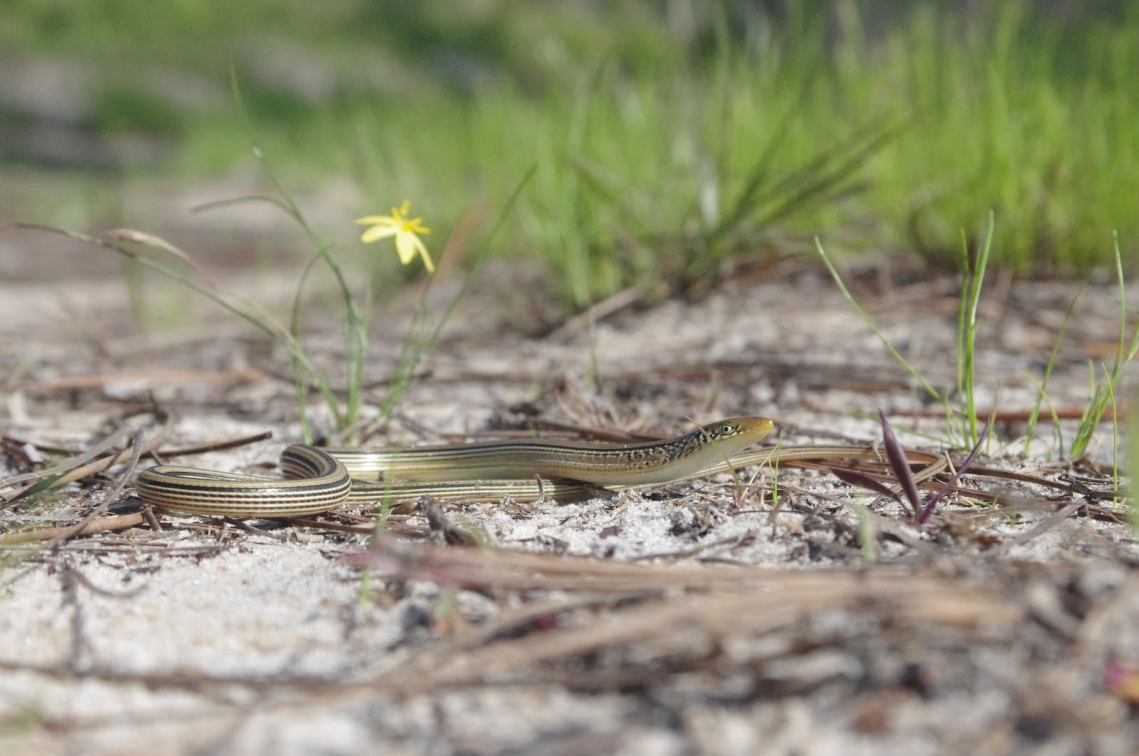 onward, westward: Mimic Glass Lizard and other highlights