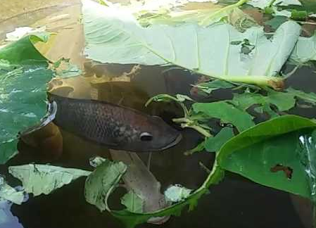 8 JENIS PAKAN ALAMI IKAN MUJAIR