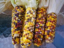 el proceso a seguir para sembrar y cosechar el elote