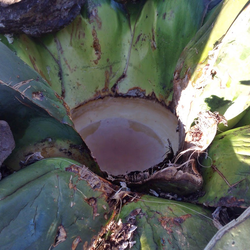 El cuexcomate: Un árbol con mucho corazón: El maguey