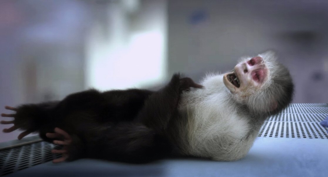 Zoombies stream online in english with english subtitles in FULLHD 16:9 ...