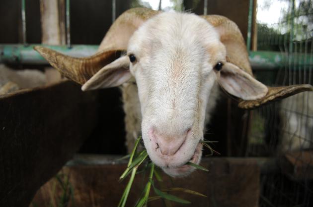 LOS ANIMALES: febrero 2016