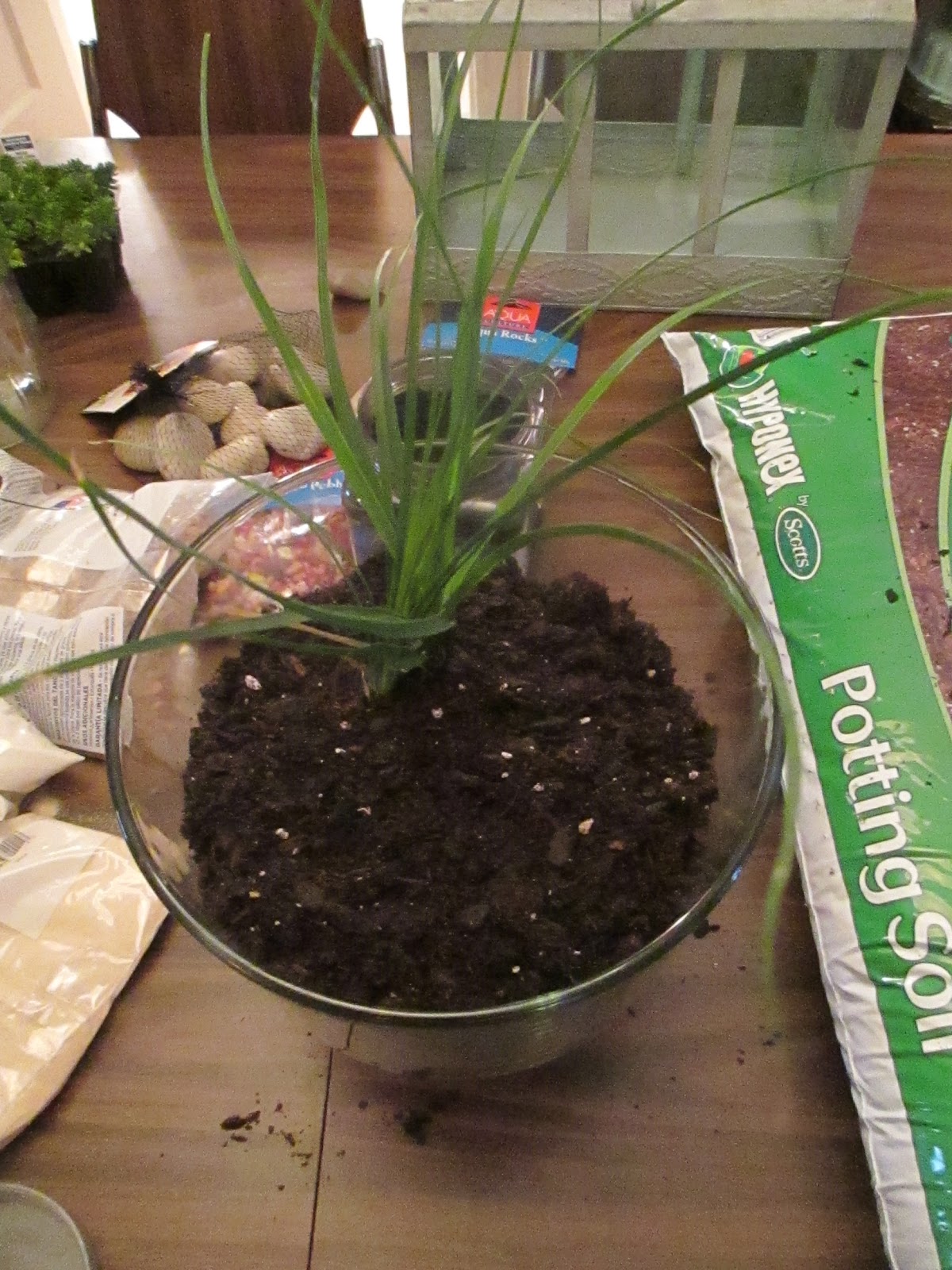 Grandma Henley: Terrariums aka the Mini-Garden Parfait