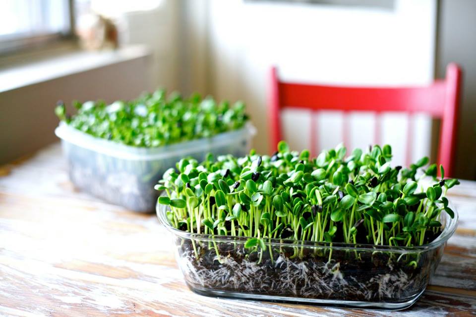 Growing Micro Greens Indoors All Year | Living A Simplified Life