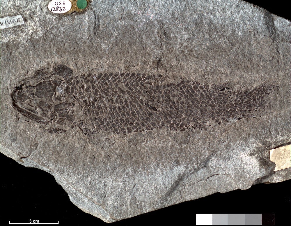 BGS Geoheritage – images from the collections: Fossil fish from the ...