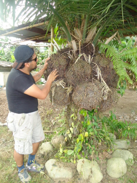 TAGUA: TAGUA WORKSHOP