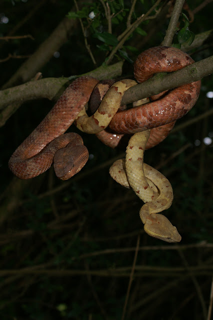 Ular Asli Indonesia: Ular Bandotan Pohon (Trimeresurus puniceus)