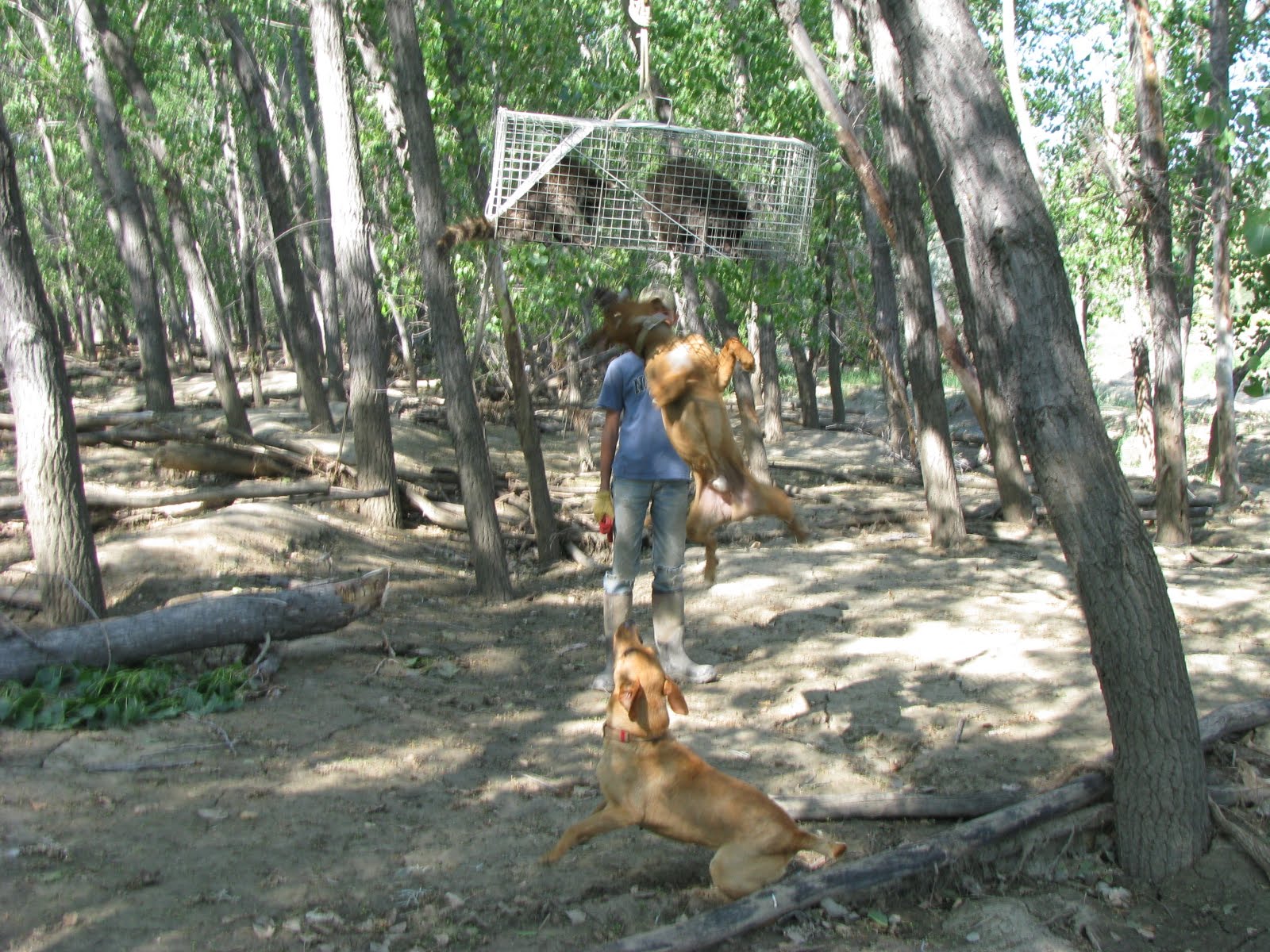 The Coonhunters Club: A few pics of some coon hunting ventures