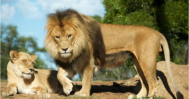 Specieopedia the free Species Encyclopedia: Lion