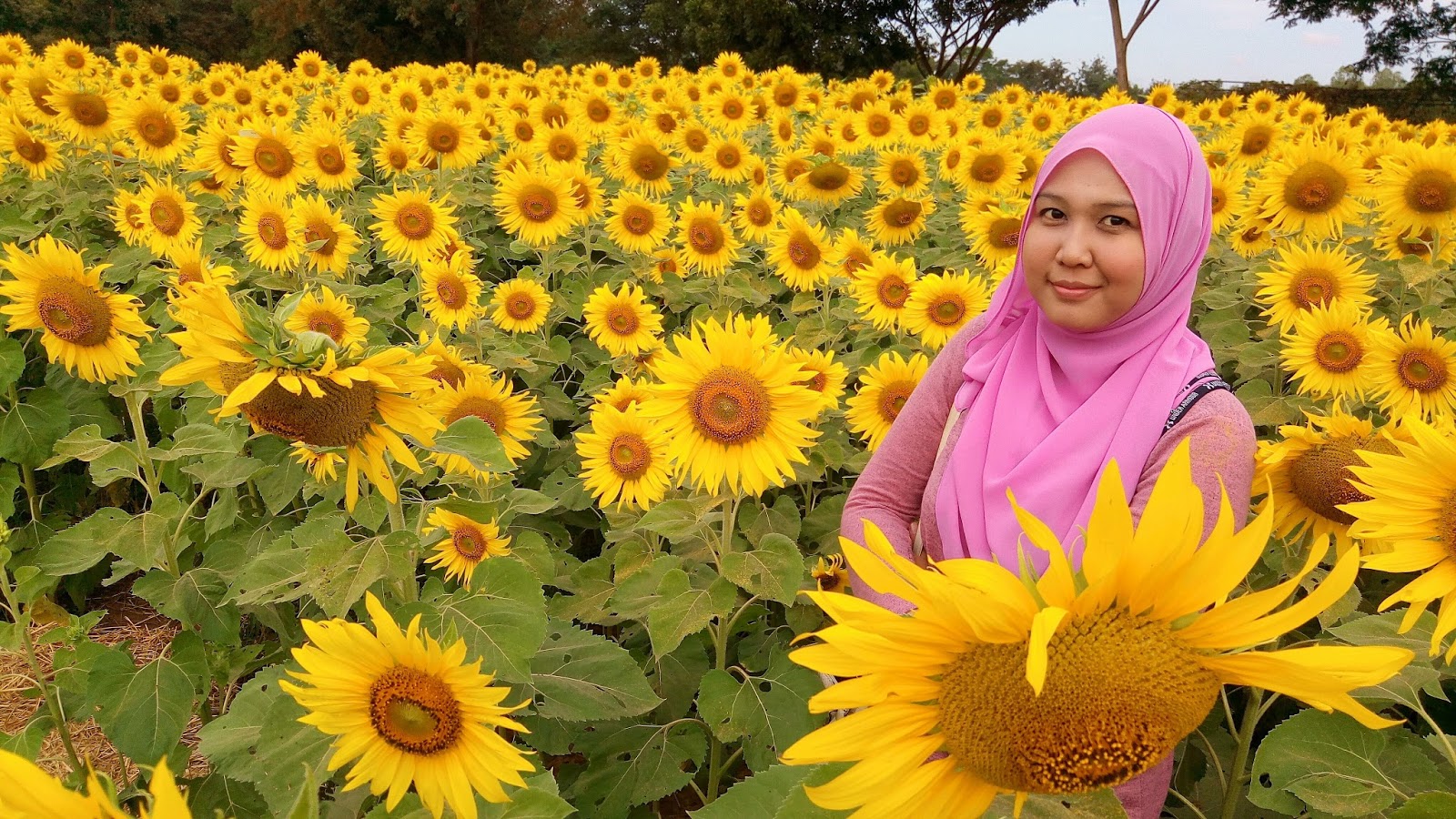 Sunflower Trip!