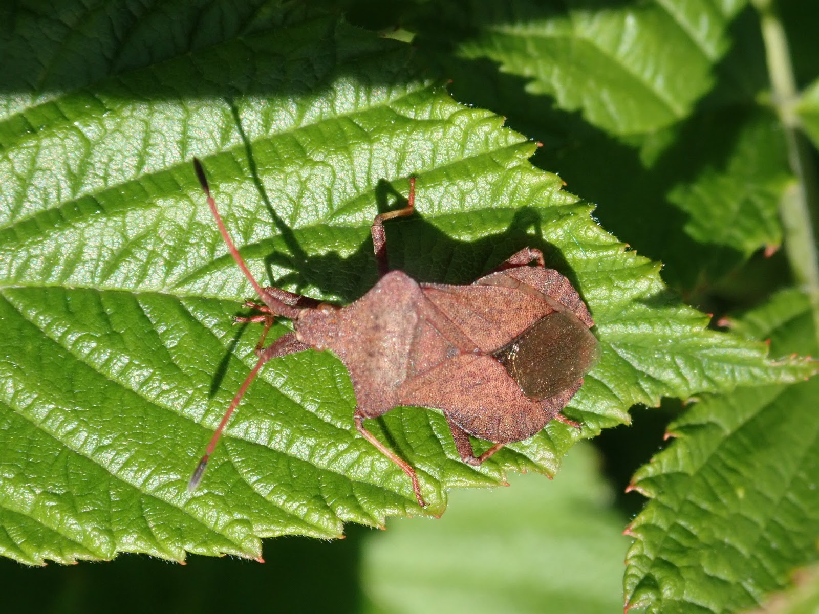 THE LAST VISIBLE DOG: Insects of Central Sweden - the first day